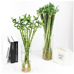 CNY-222 Always Lucky Bamboo - Little Flower Hut #1 Florist Online