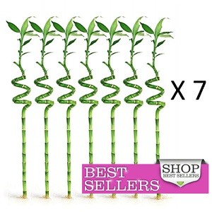 CNY-223 Blessed Curly Bamboo - Little Flower Hut #1 Florist Online