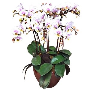 PO-38 PHALAENOPSIS ORCHID - Little Flower Hut #1 Singapore Online Florist