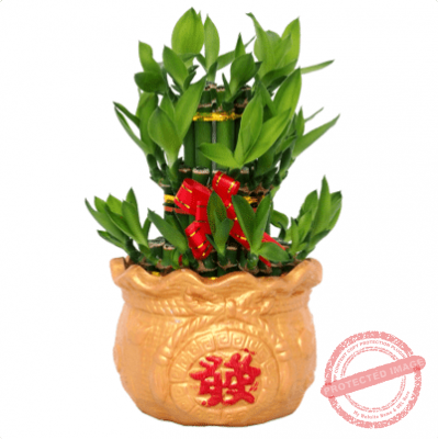 CNY-304 Lucky Bamboo Plant 3 Layer Tier Green Gold Pot - Little Flower ...