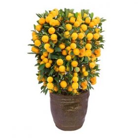 CNY-219 Bountiful Prosperity 4 Season Lime Tree - Little Flower Hut #1 ...