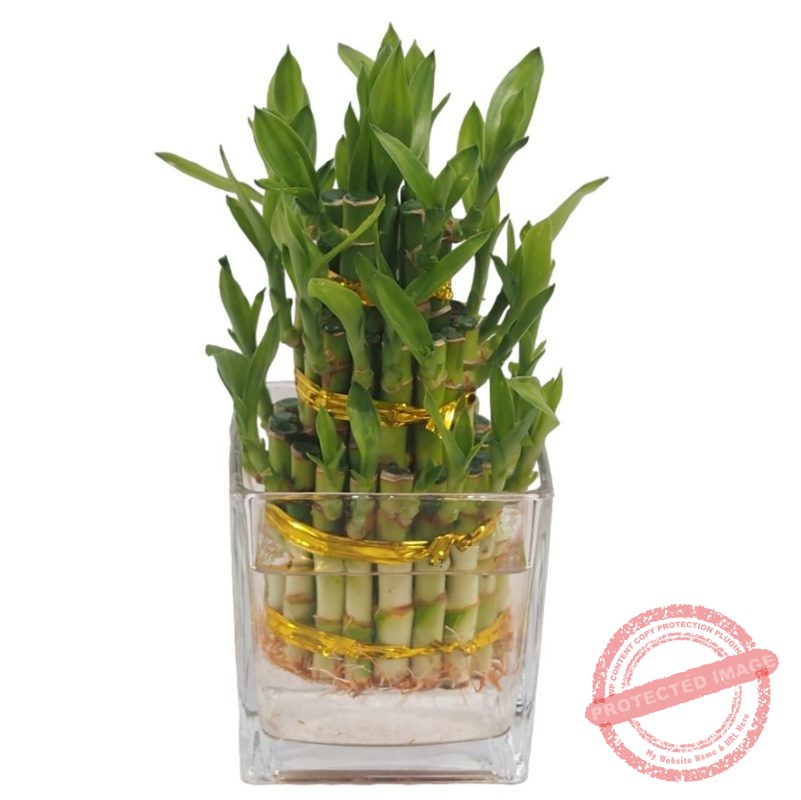 CNY-306 Lucky Bamboo Plant 3 Tier Clear Vase 小三 - Little Flower Hut #1 ...
