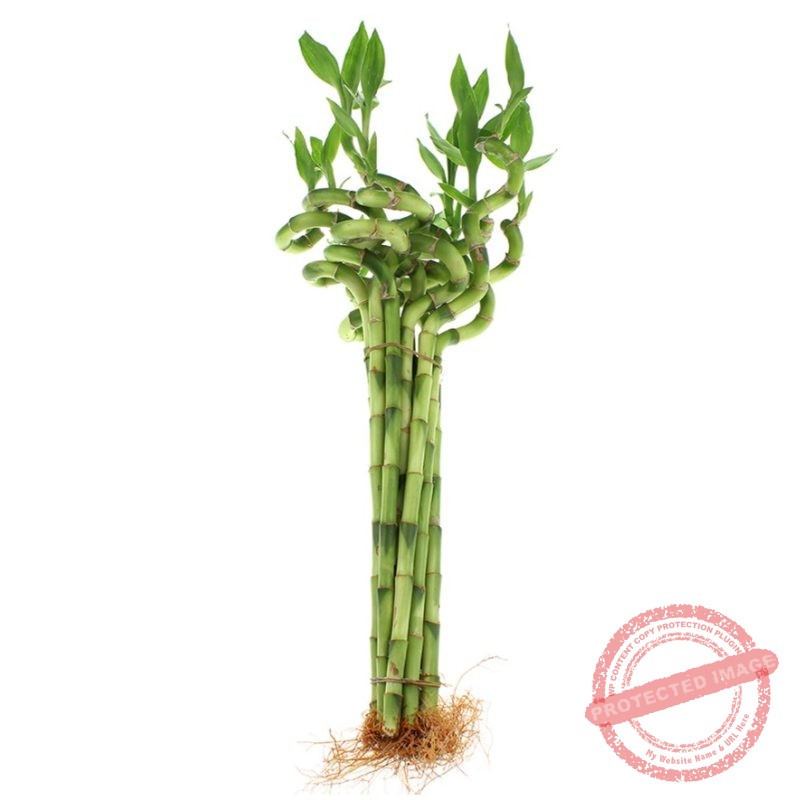 CNY-223 Curly Bamboo 富贵转运竹 - Little Flower Hut #1 Singapore Online Florist