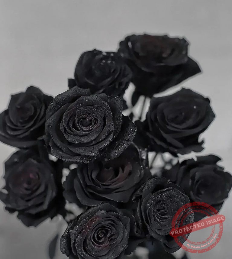 Super Black Roses and Flowers Delivery | Black Rose Bouquet Delivery