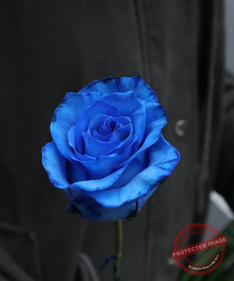 Large Blue Rose Bouquet - Amazing Blue Roses Delivery is Available Now