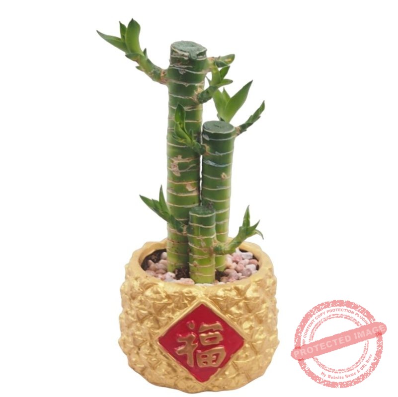 CNY-805 (3in1) Lotus Bamboo 荷花竹 - Little Flower Hut #1 Singapore Online ...