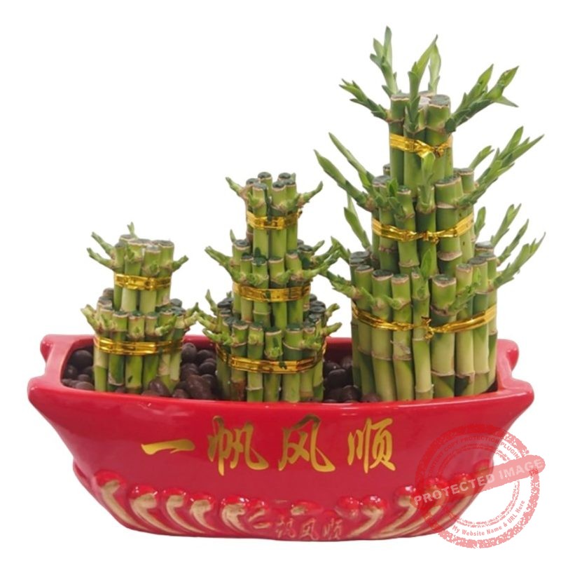 CNY-806 Smooth Sailing Bamboo Plant 一帆风顺 - Little Flower Hut #1 ...