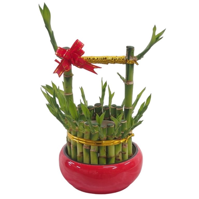 CNY-810 Golden Well Bamboo Plant - Little Flower Hut #1 Singapore ...