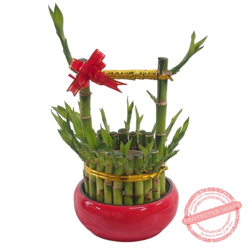 CNY-810 Golden Well Bamboo Plant - Little Flower Hut #1 Singapore ...