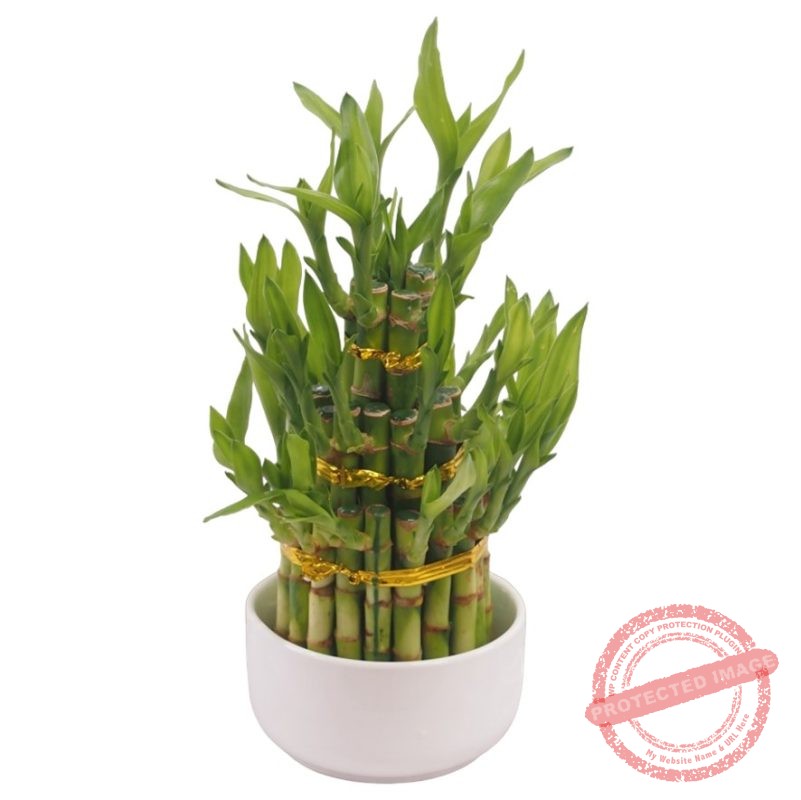 CNY-804 Bamboo 3 Tier White Pot - Little Flower Hut #1 Singapore Online ...
