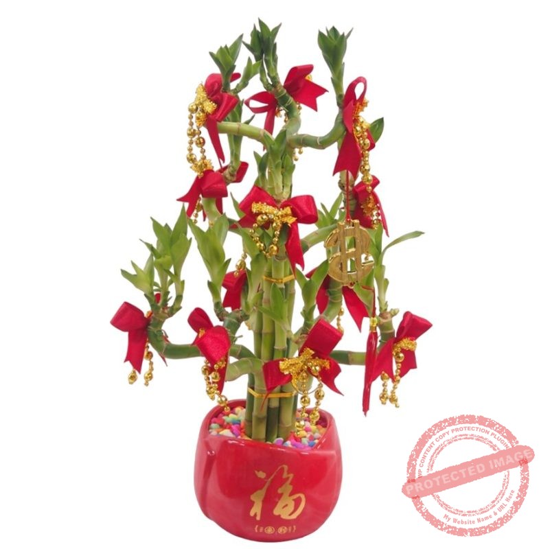 CNY-809 Money Tree Bamboo Plant - Little Flower Hut #1 Singapore Online ...