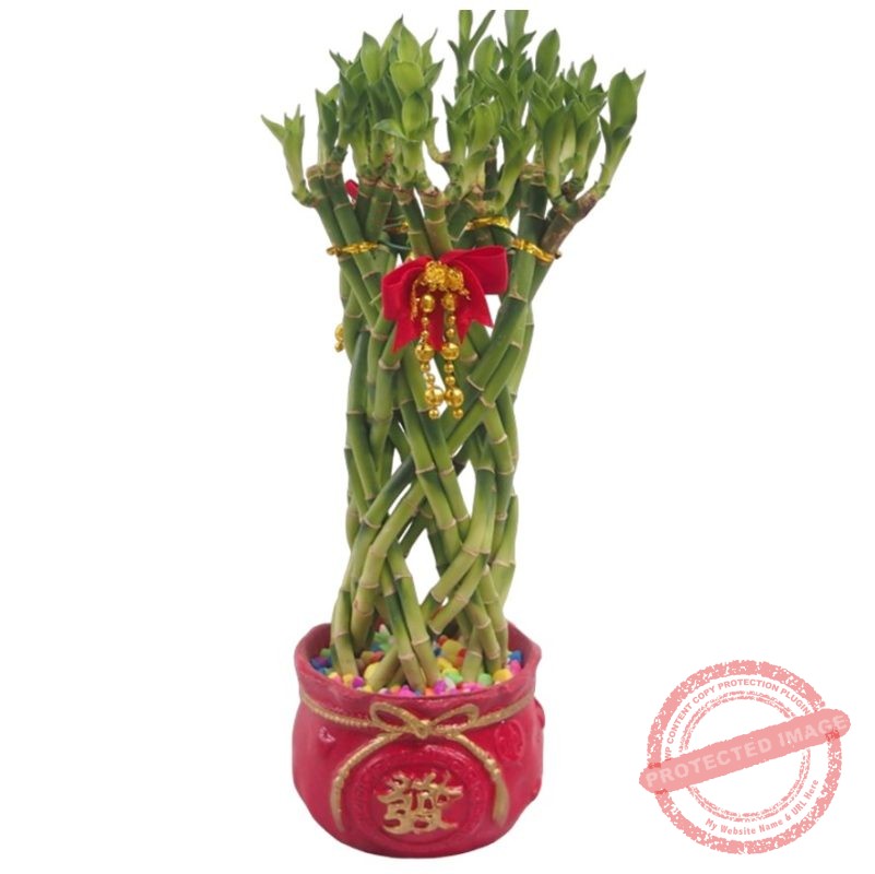 CNY-802 Lucky Bamboo Braided Tower Plant 小金塔 - Little Flower Hut #1 ...
