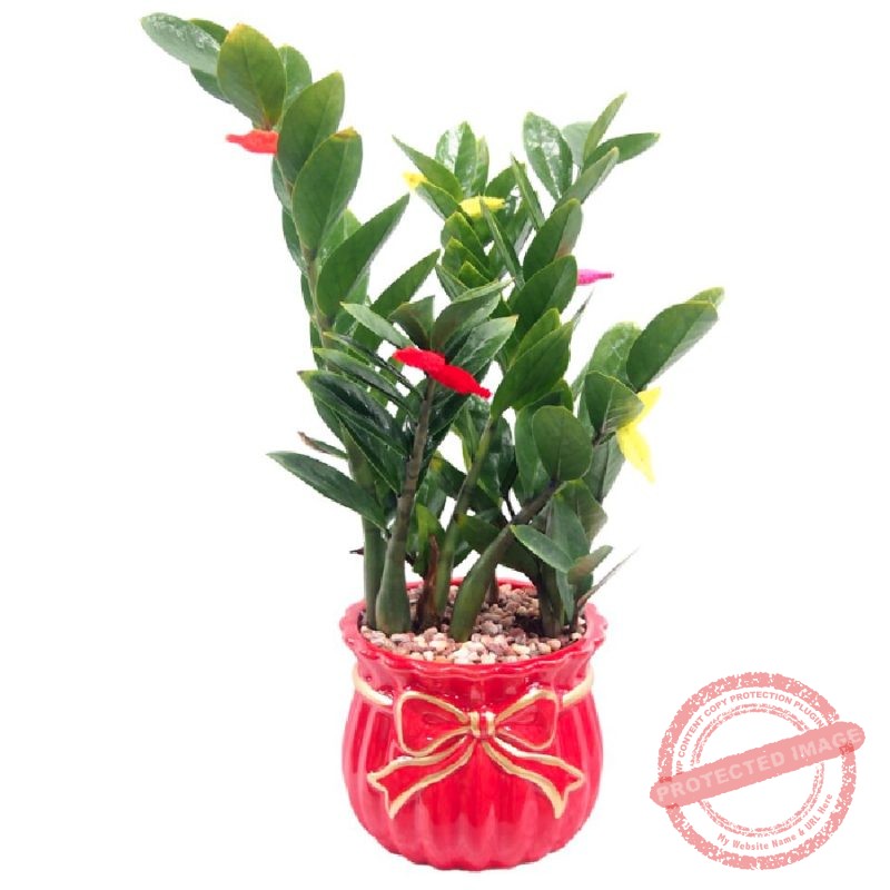 CNY-814 Harmony ZZ plant - Little Flower Hut #1 Singapore Online Florist